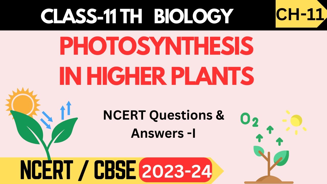 Class 11 Biology Ch- 11 | Photosynthesis in Higher Plants | NCERT ...