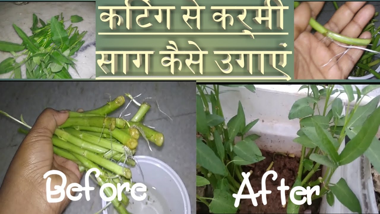 Karmi saag kaise ugaye?कटिंग से कर्मी साग उगाने का तारिका| Grow Water ...