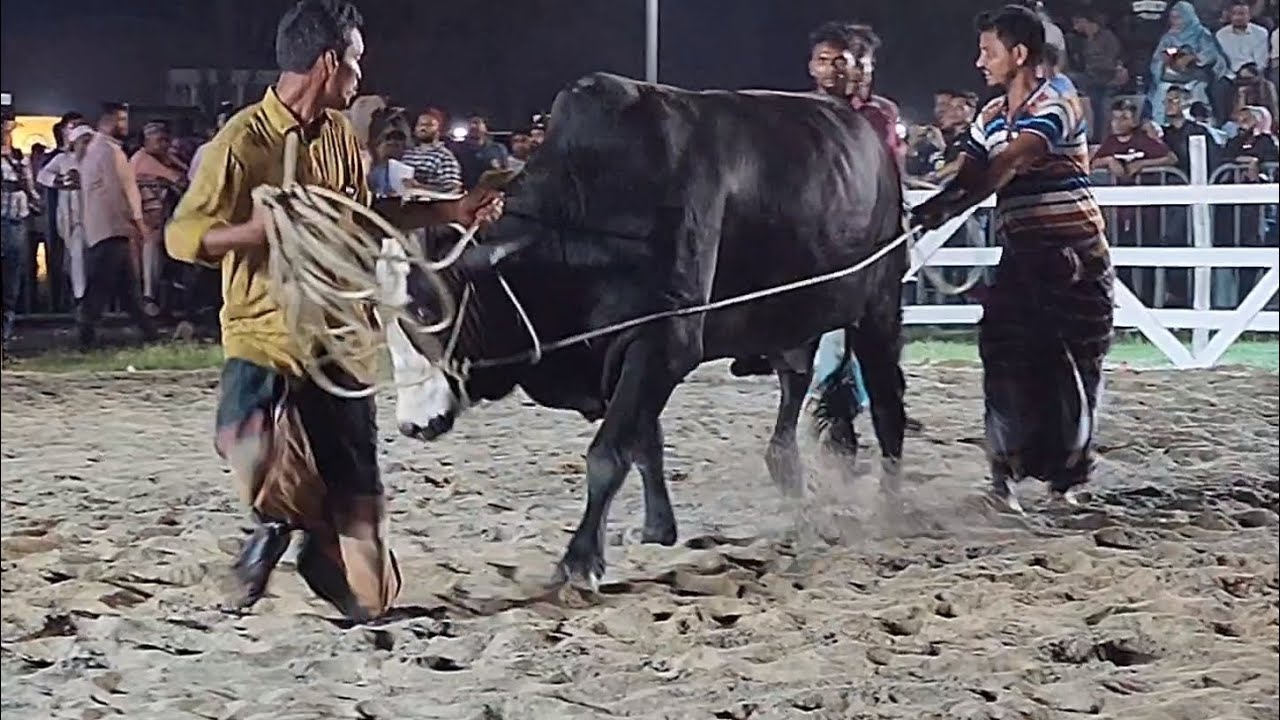 Big Australian Cow Ramp Show 2024 - YouTube