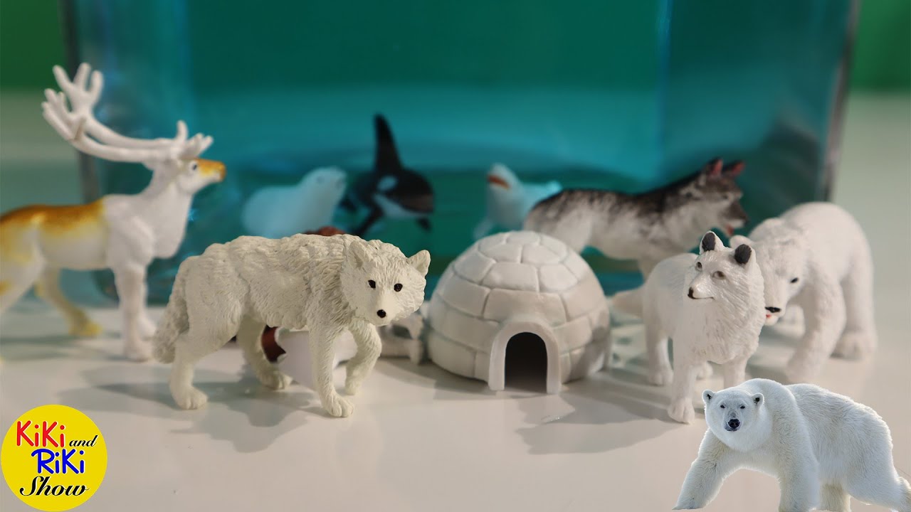 Learn Arctic animals with toys splashing in water. Educational video ...