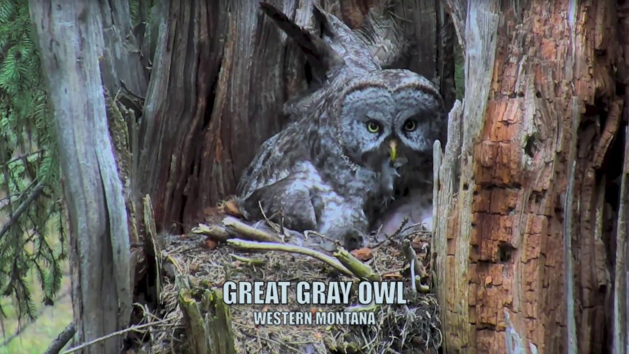 Great Gray Owl Habitat