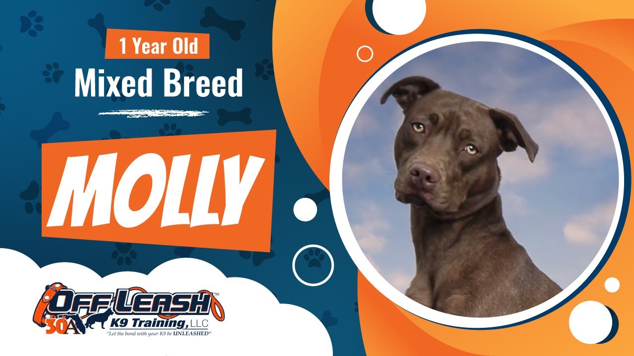 1 Year Old Mix Breed-Molly-Best Dog Trainers Florida-Community K9 - YouTube