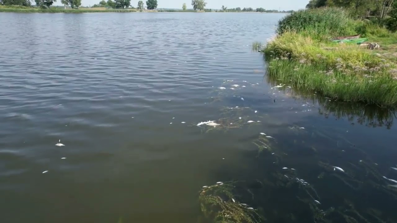 Rzeka Odra w Widuchowej dnia 13 sierpnia 2022 - YouTube