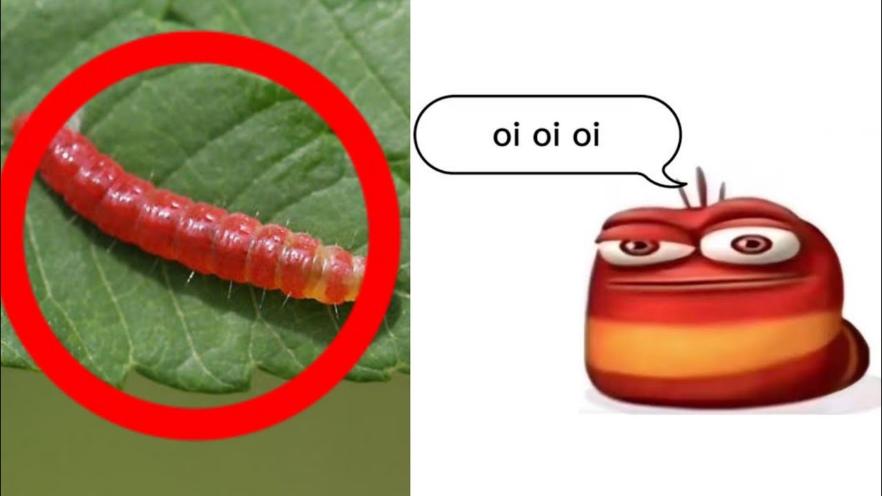 Top 5 red larva (oi oi oi meme) - YouTube