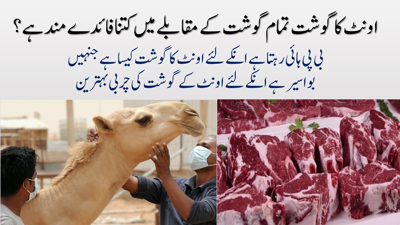 Oont Ka Gosht Ke Fayde - Camel Ka Gosht Khane Ke Fayde - Unt Ka Gosht ...