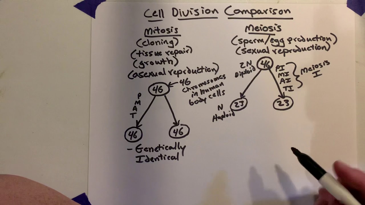 Video 2: Cell Division Comparison - YouTube