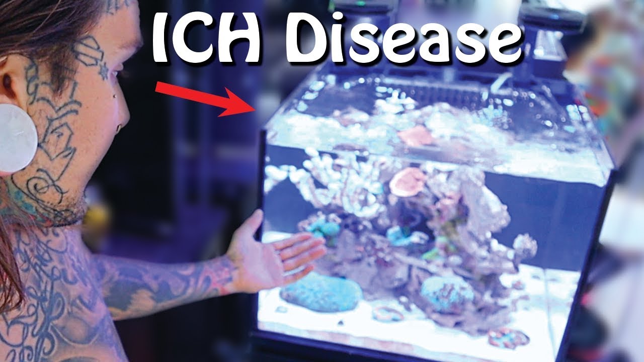 All the fish in my Reeftank Died :( How to cure Ich and tank updates ...