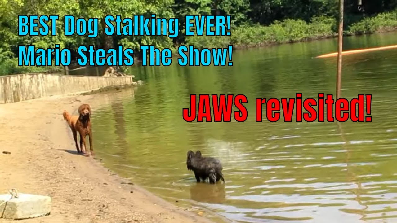 THE BEST DOG STALKING EVER!! - YouTube