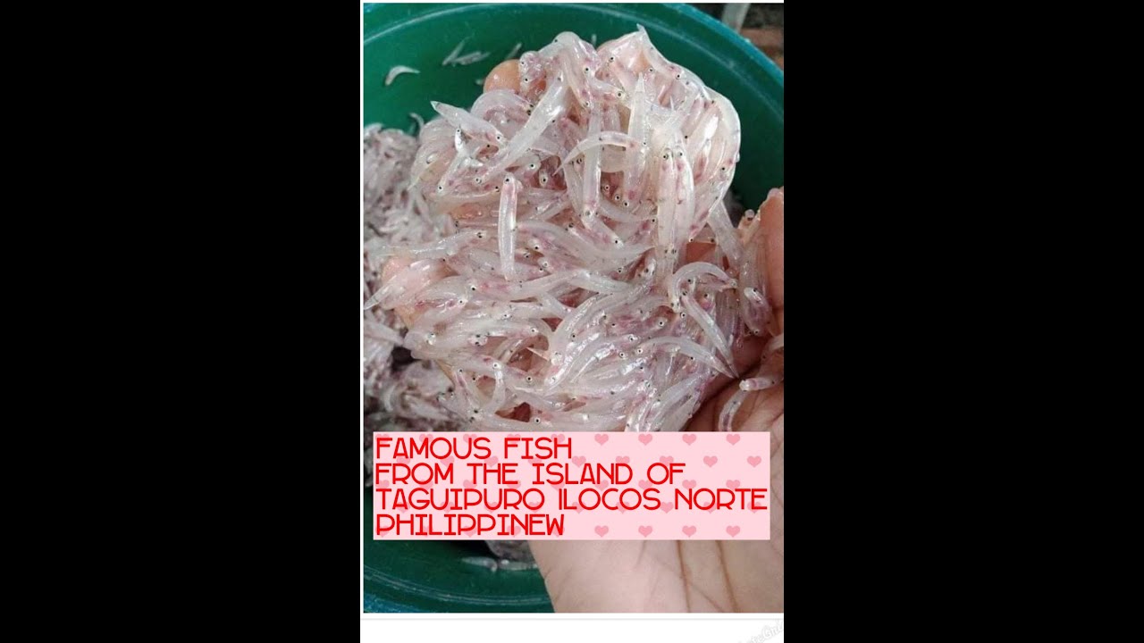 Ipon(Small fish) - YouTube