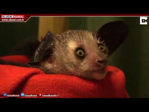 Bebek lemur gülümsetti