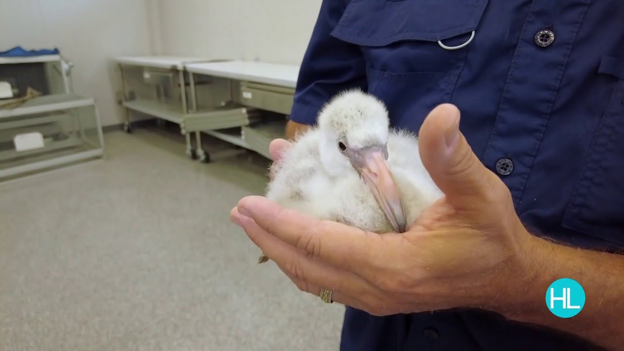 Cute baby birds! A look inside Houston Zoo's bird breeding program ...