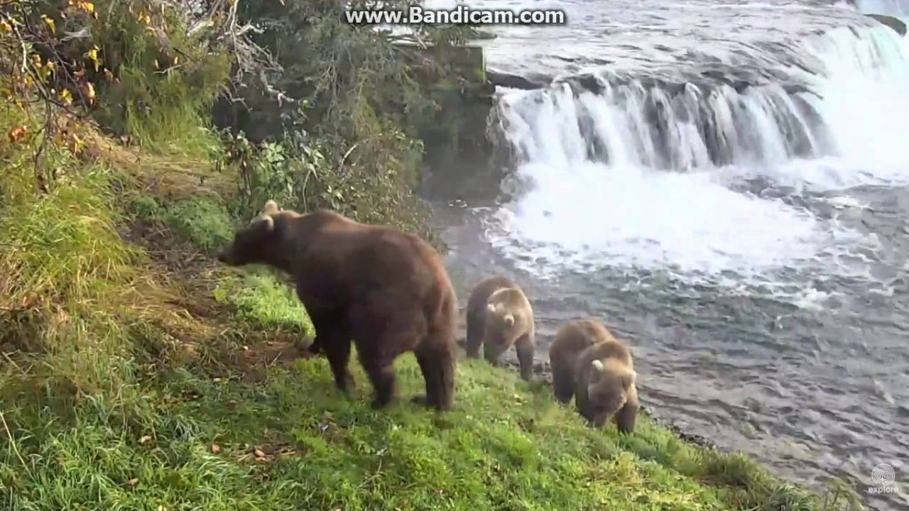 Who is this at the Fish Ladder? 9-19-2016 9:00 AM Alaska - YouTube