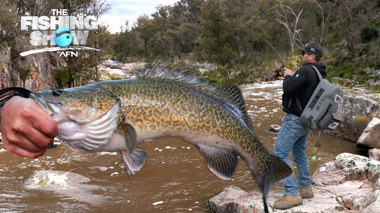 Murray Cod in Gorge Country - YouTube