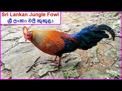 Sri Lankan Jungle Fowl (National Bird) | ශ්‍රී ලංකා වලි කුකුළා (Endemic ...