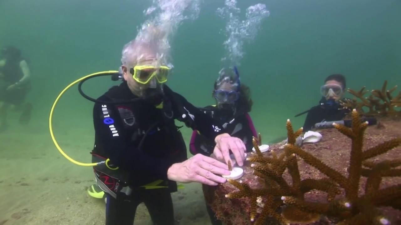 Learn How You Can Help Save Marine Life - YouTube