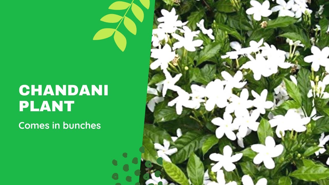 What Is Chandni Flower Called In English | Best Flower Site