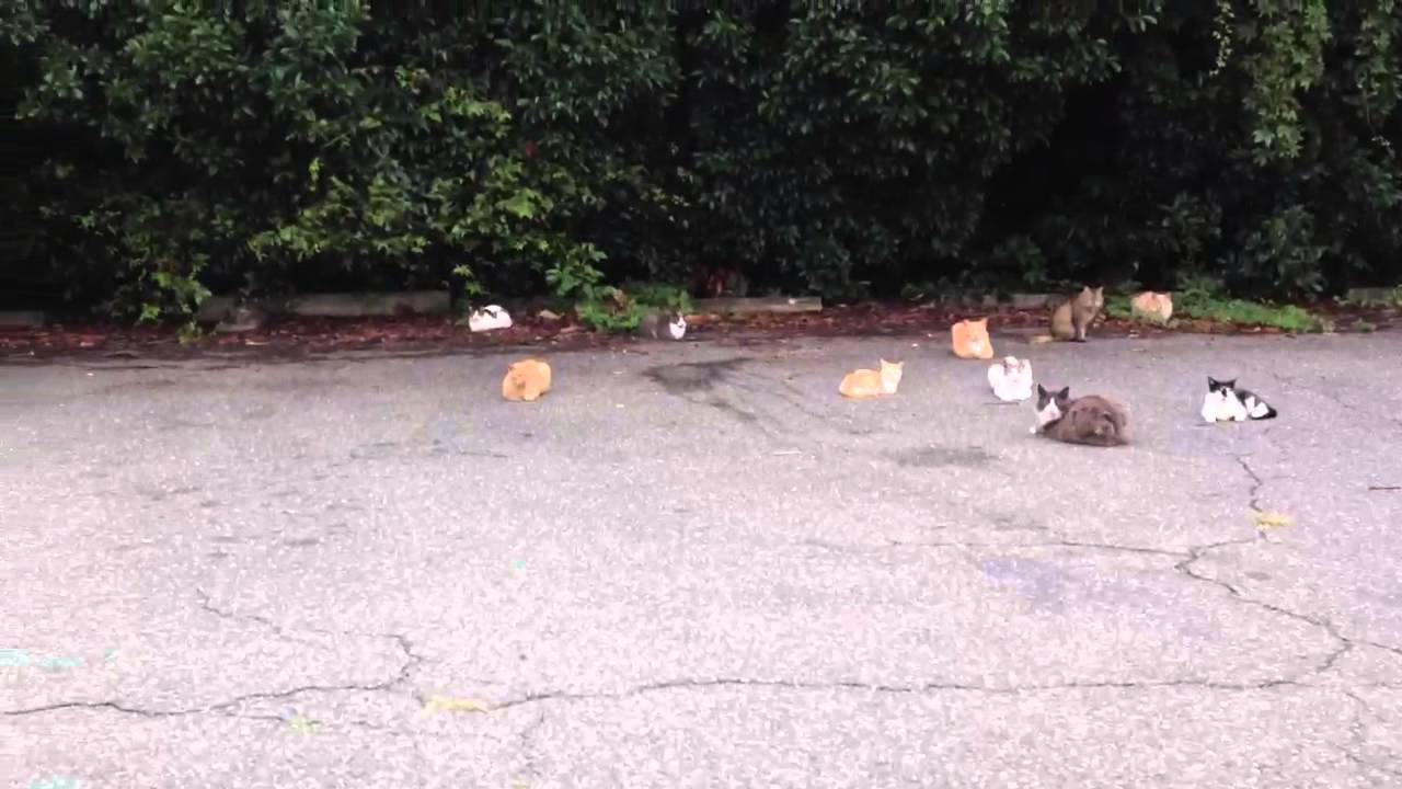 1,000,000 cats in the parking lot? - YouTube