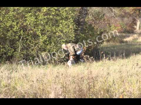 2013 DVD National Gun Dog Championships - YouTube