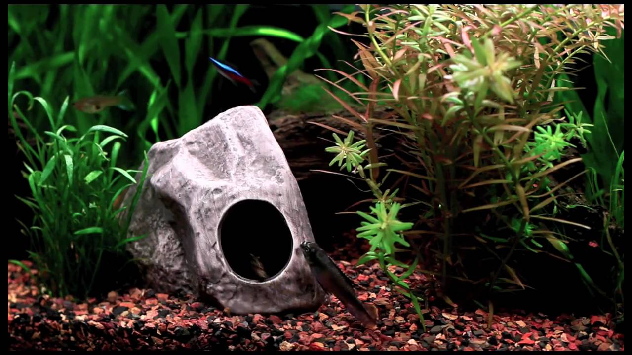 38 Gallon Community Tank 4/29 - YouTube