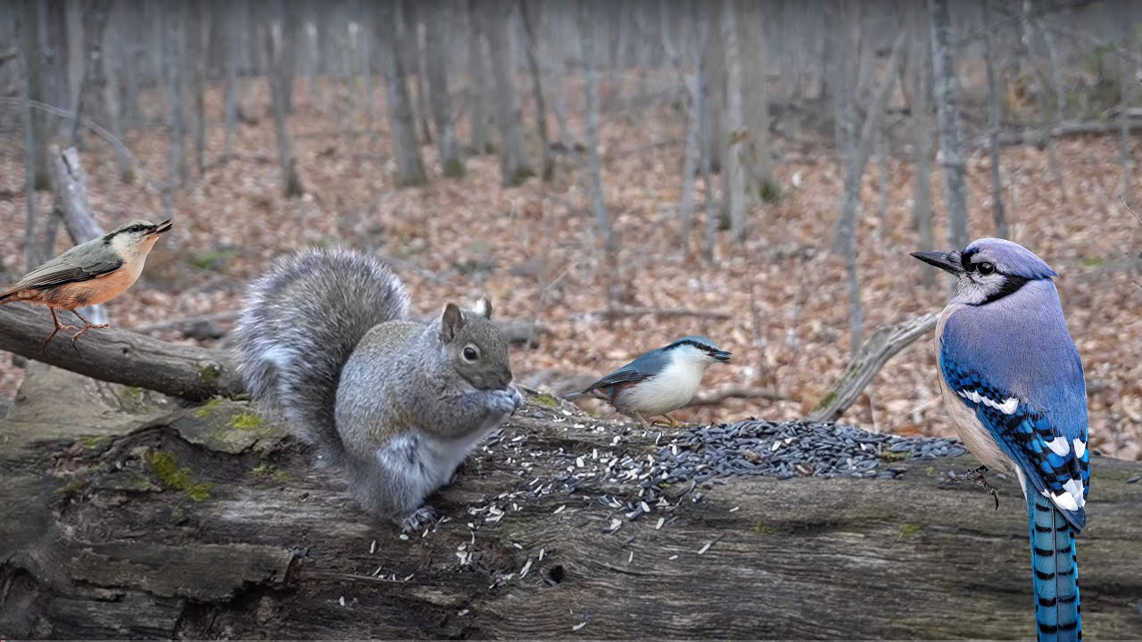 Animals in the Forest - 10 Hour Video for Pets - Dec 28, 2022 - YouTube