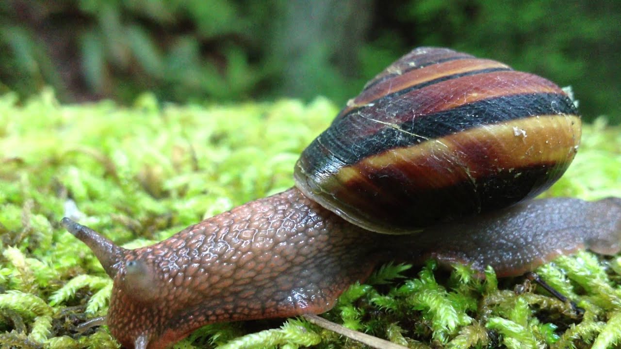 World's Slowest Snail Ever!! - YouTube