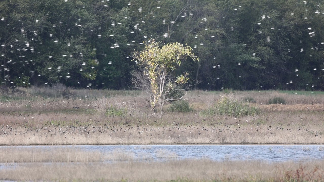 Tree Swallows at Sweet Marsh Wildlife Management Area-Tripoli, Iowa ...
