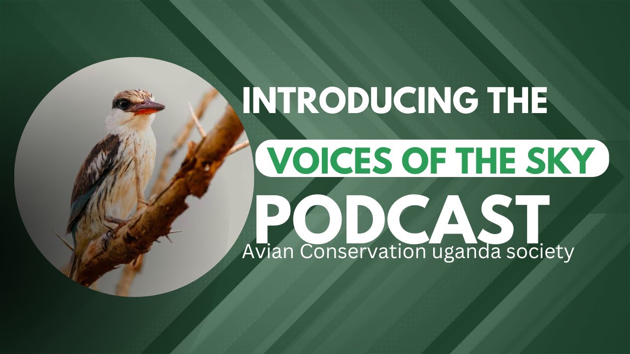 Voices of the Skies Ep. 1 – Why Bird Conservation in Uganda Matters ...