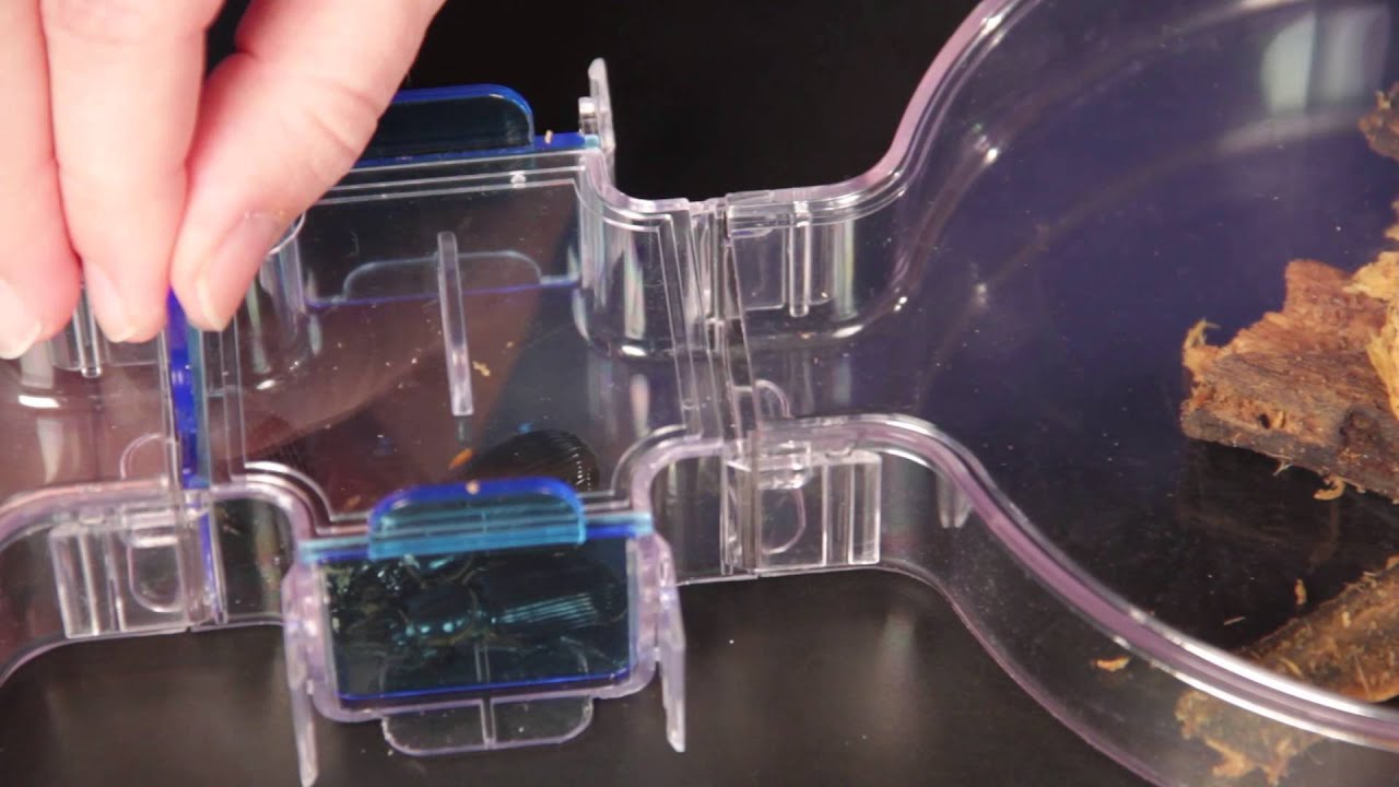 Carolina™ Large Choice Chamber Kit - YouTube