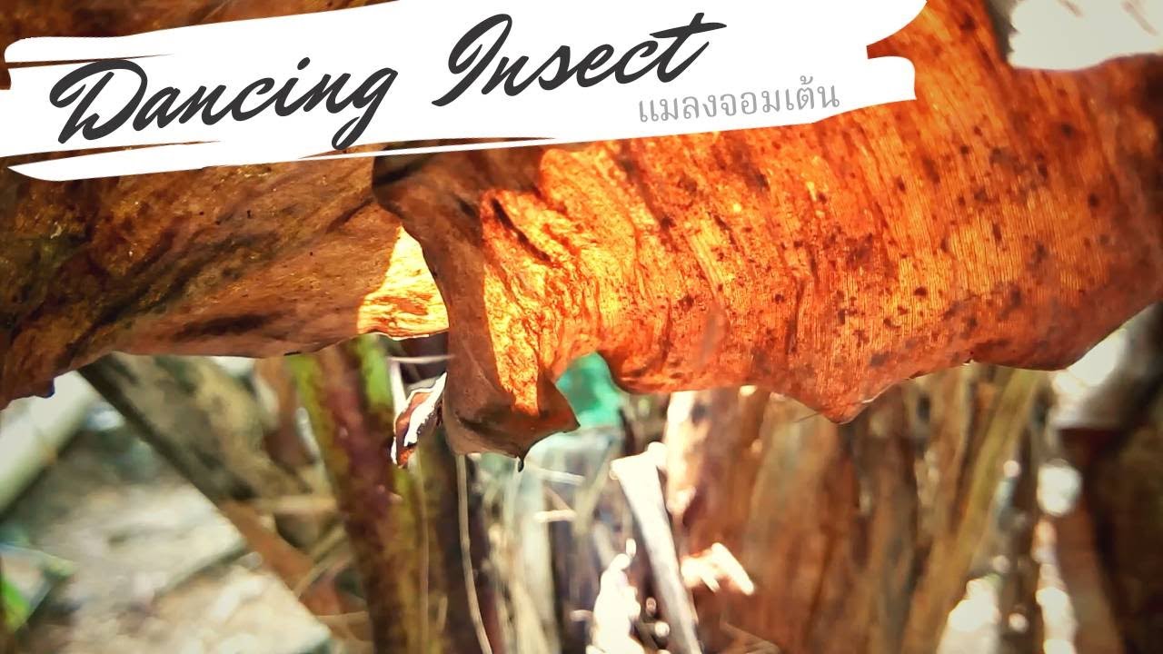 Dancing Insect (แมลงจอมเต้น) - YouTube