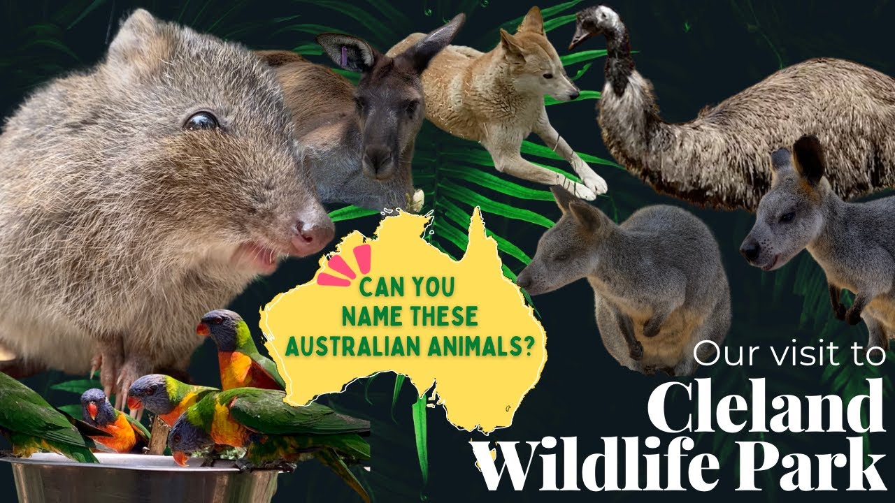 Cutest Australian Animals @ Cleland Wildlife Park | South Australia ...