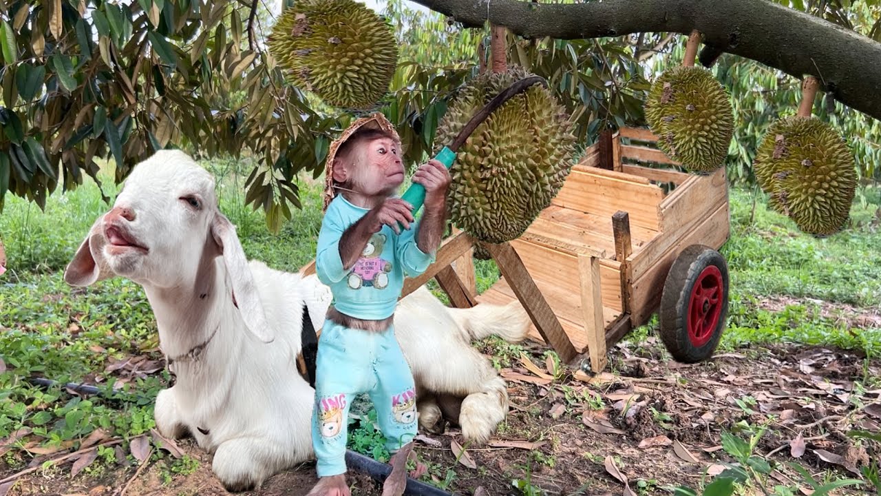 CUTIS Takes Goat Workers As A Durian Harvester To Earn Money - YouTube