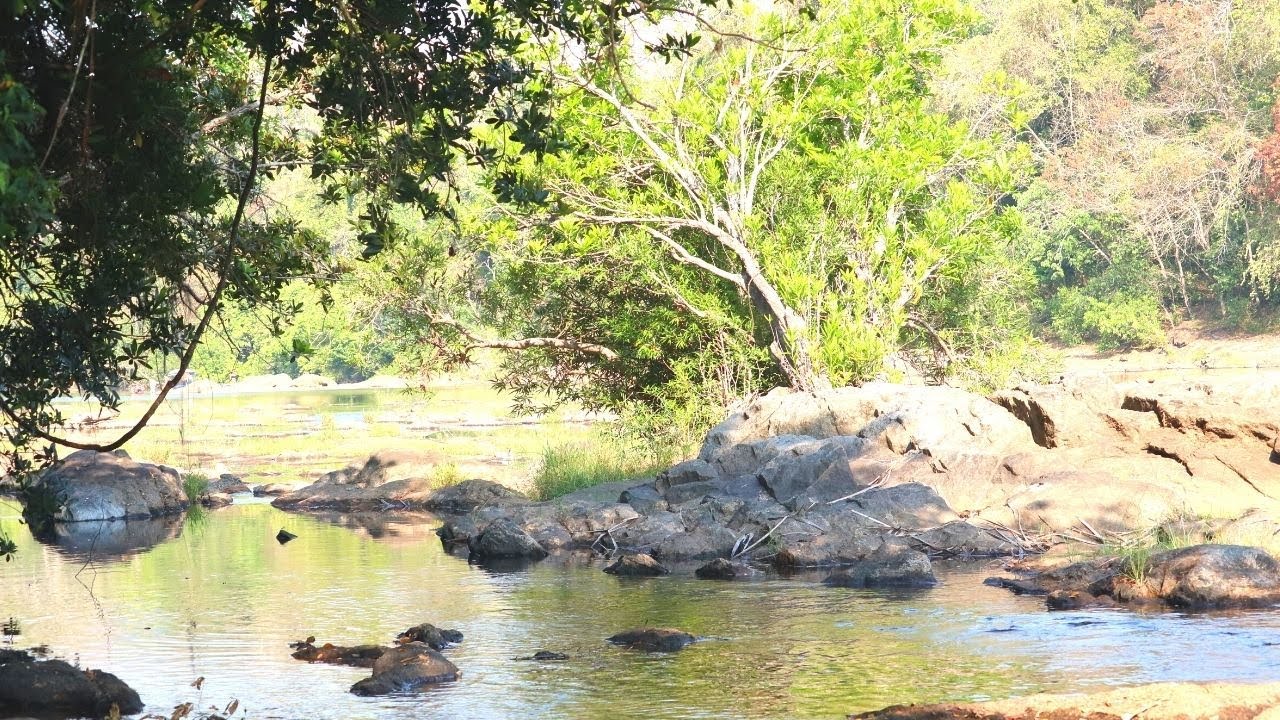 Kuttampuzha - Thattekkadu Vlog | Nature Explorer - YouTube