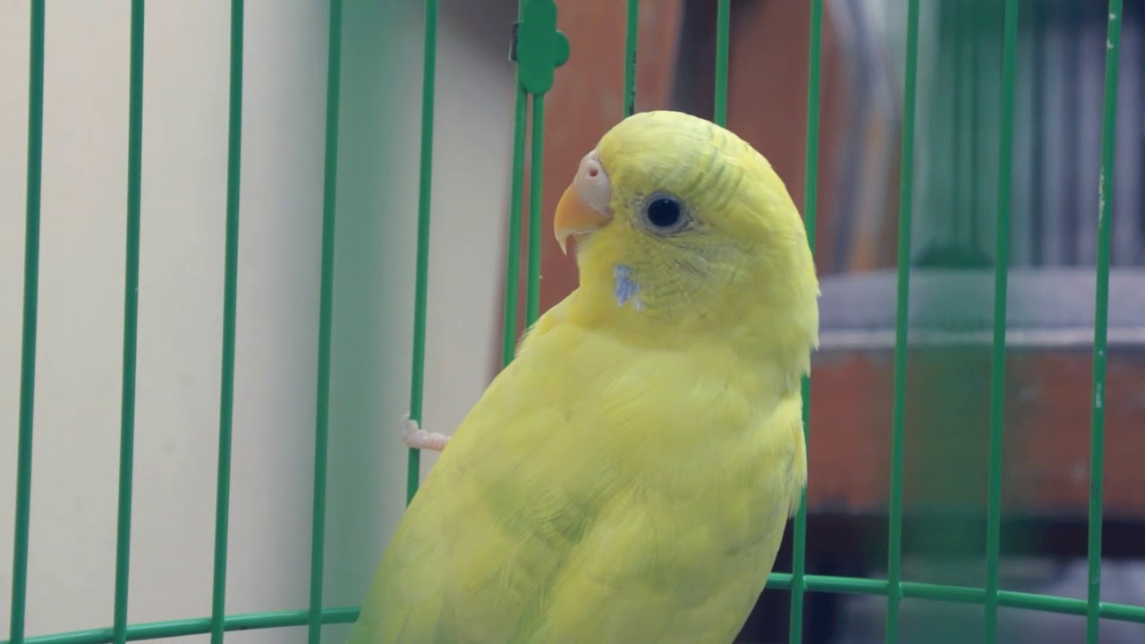 Bird | Cinematic Short Clip - YouTube