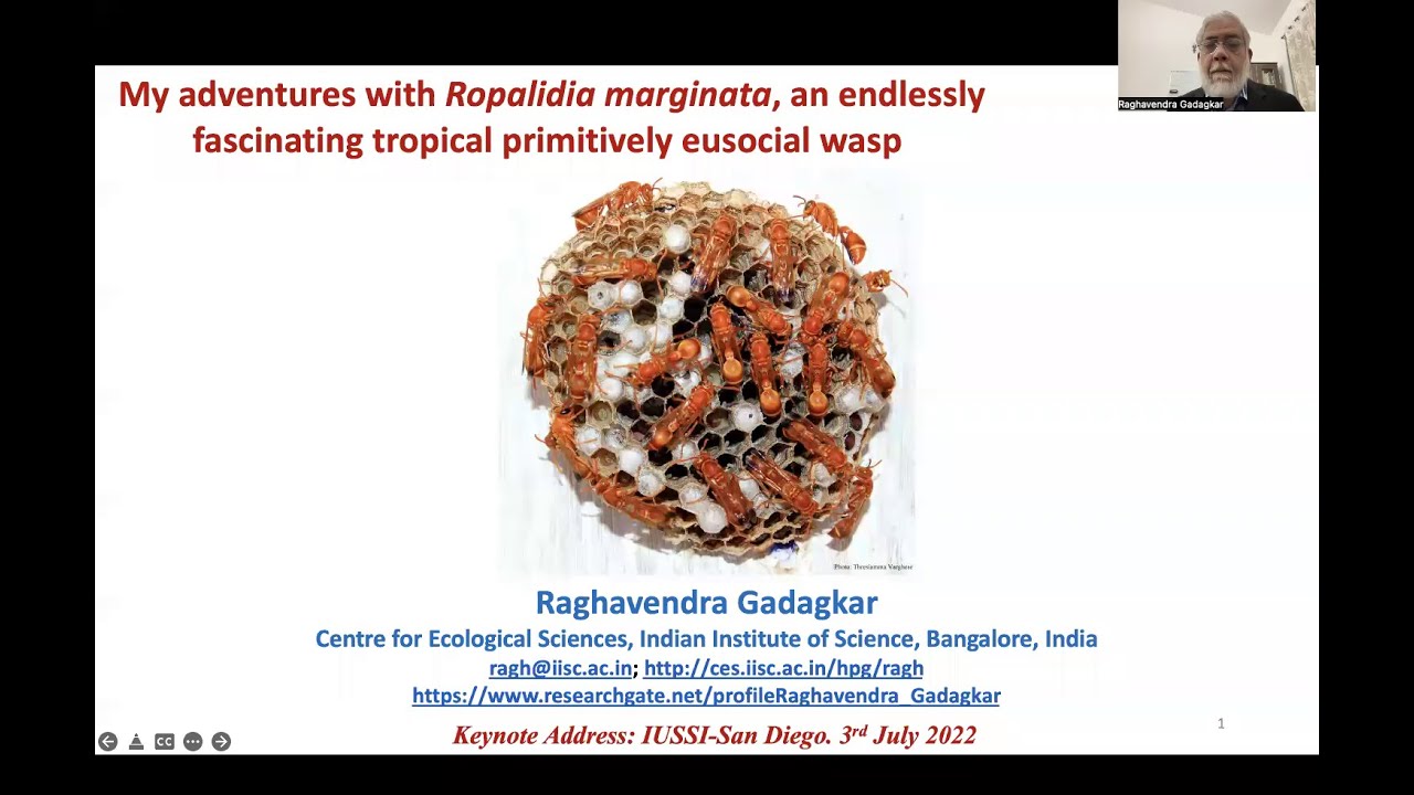 My adventures with Ropalidia marginata, an endlessly fascinating ...
