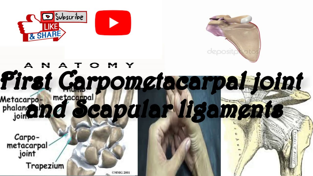 First Carpometacarpal joint and scapula ligaments mnemonics(anatomy ...