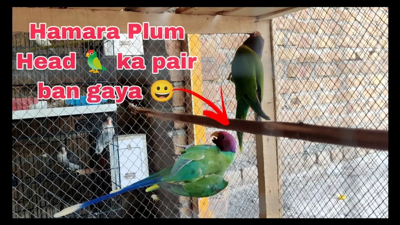 Hum na aj apna Plum Head 🦜 ko breeding cage ma dal diya. #viral #birds ...