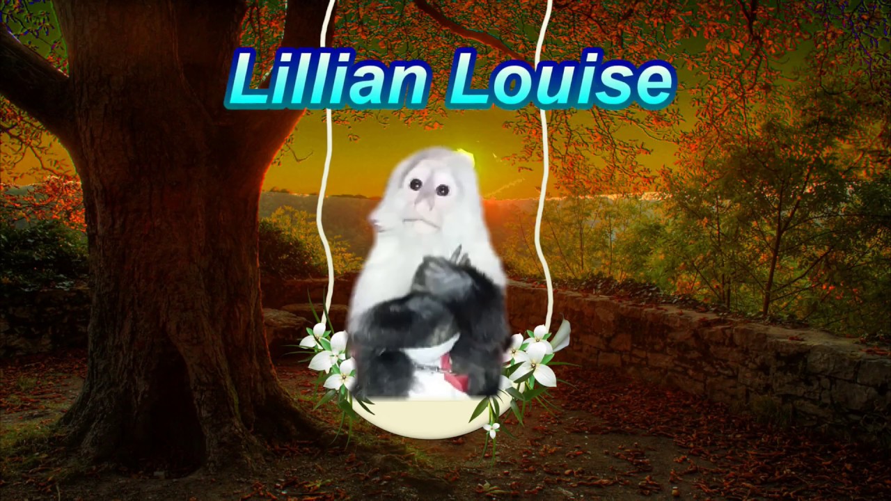 Cat Playing with Monkey Lillian Louise LL (#146) - YouTube