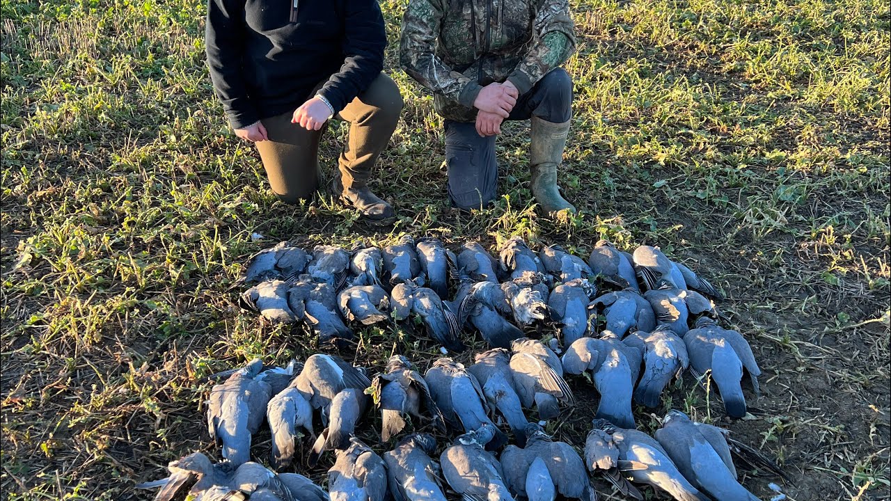 Pigeon decoying uk - YouTube