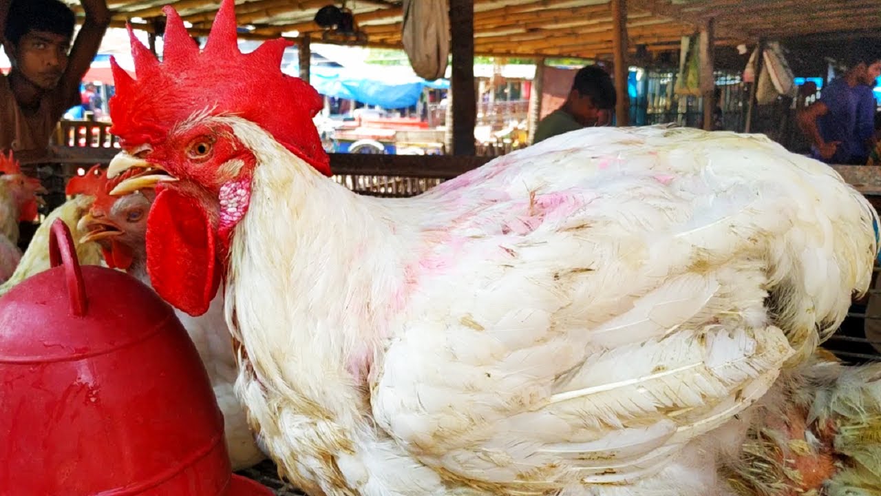 Excellent Big Chicken Cutting Skill By Expert Butcher In Chicken ...