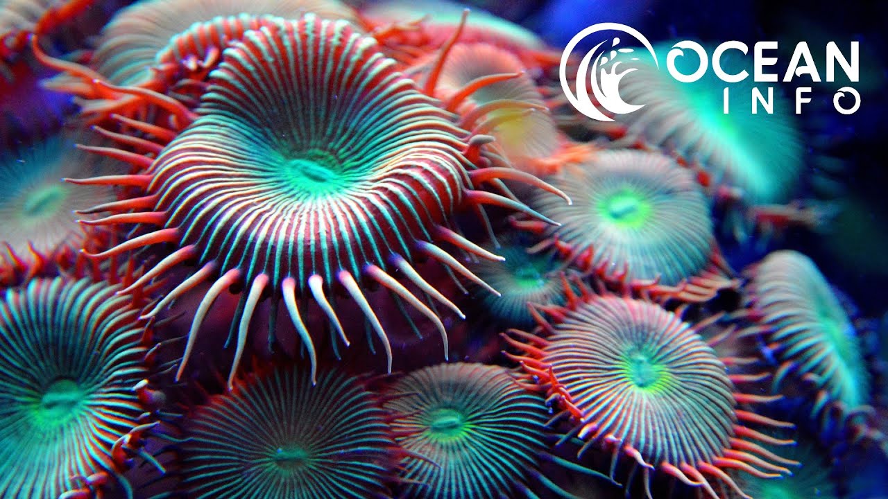 10 of the Strangest Marine Plants on Earth - YouTube