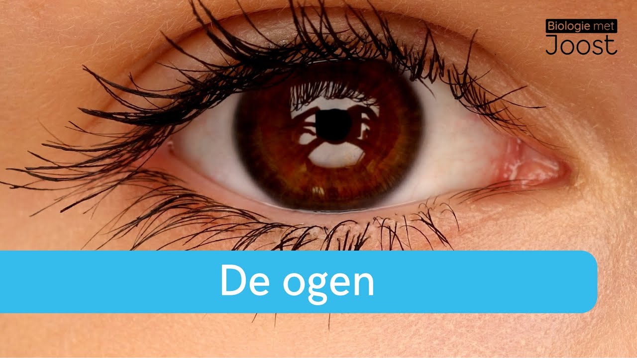 De ogen | Samenvatting - YouTube