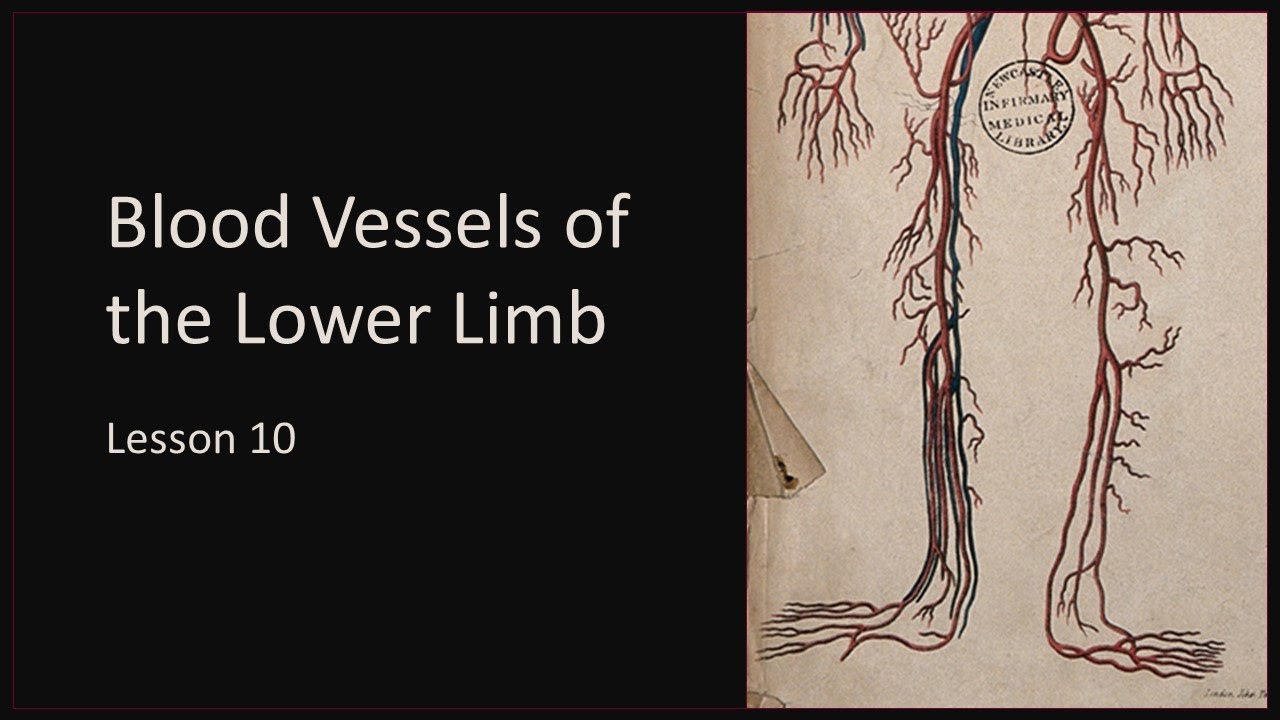 Lesson 10: Blood Vessels of the Lower Limb - YouTube