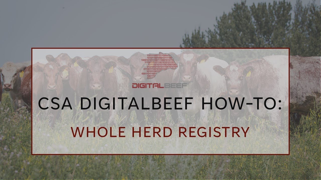 CSA DigitalBeef How-To: Whole Herd Registry - YouTube
