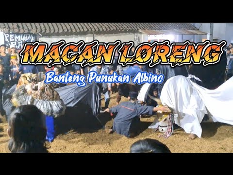 Banteng Albino Macanan Sangar Bantengan "MACAN LORENG" - YouTube