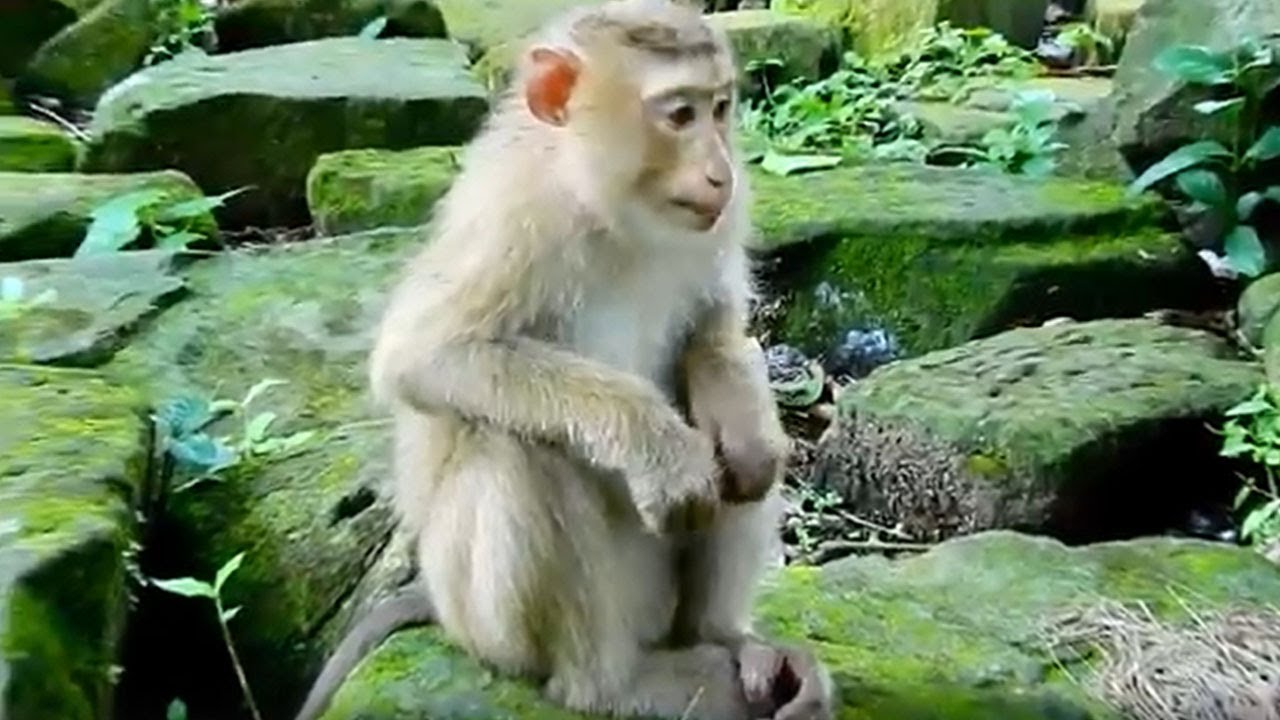 What A Cute Young Monkey Rose Looking For?|Today Rose Looks Like Hungry ...