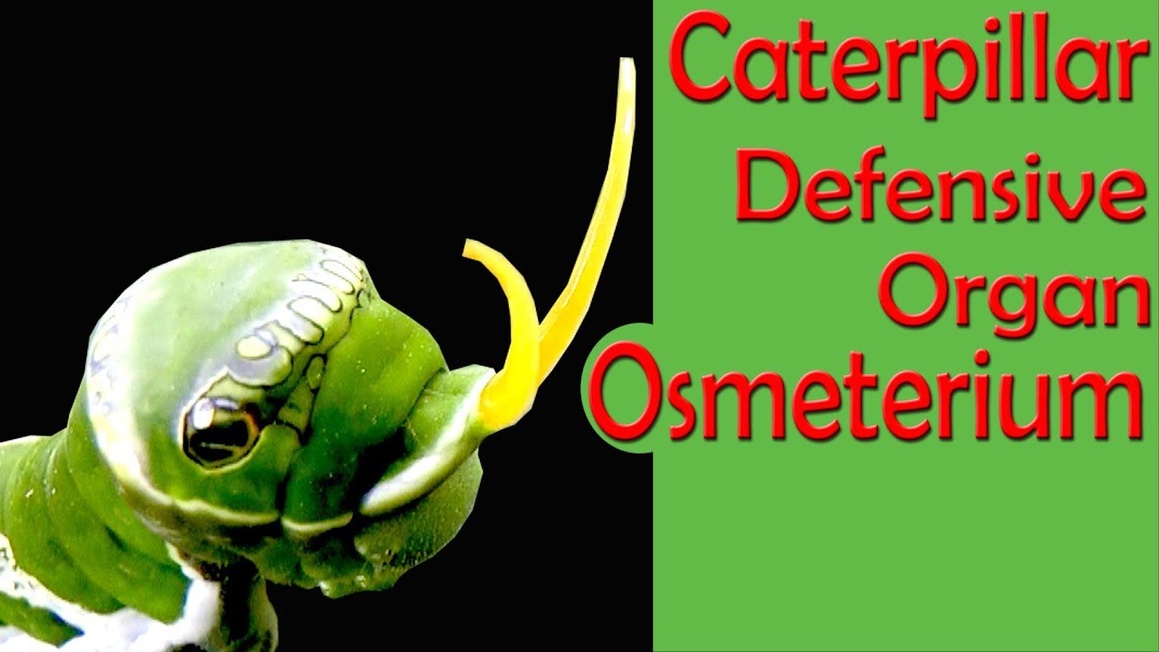 #Caterpillar #Larvae of Butterfly #Defensive filament organ #Osmeterium ...