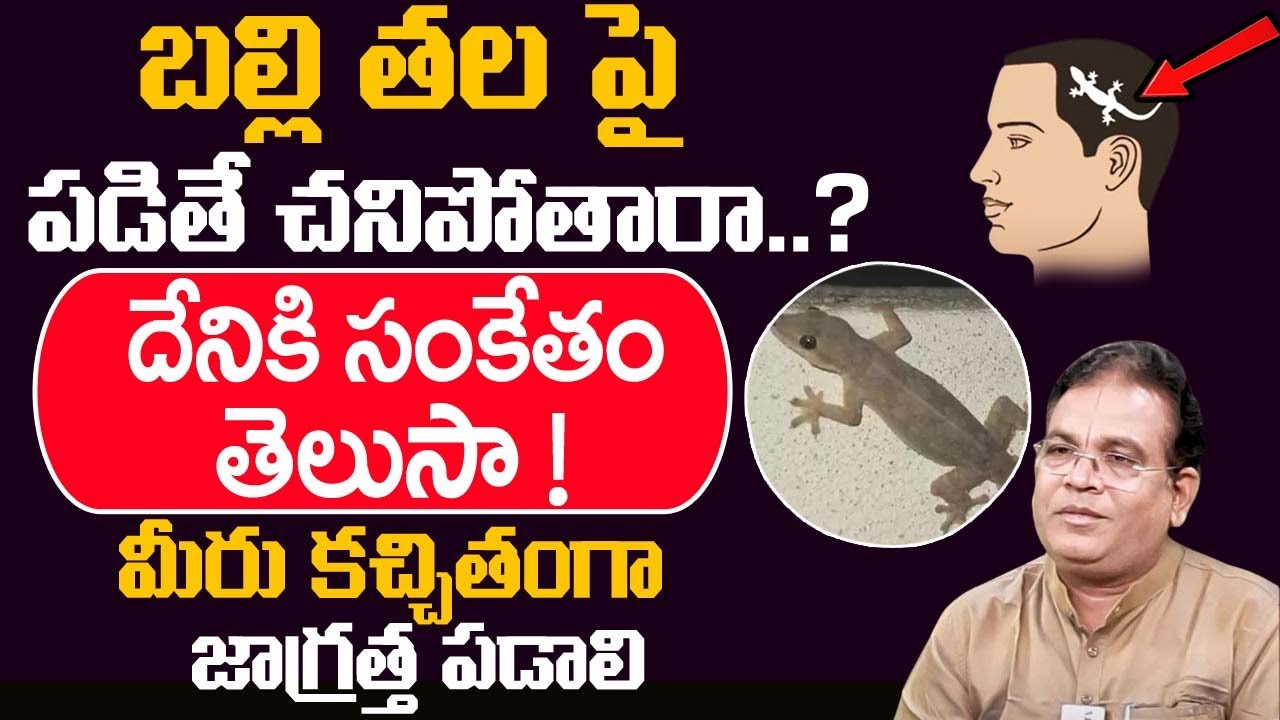 Balli Sastram | Effects Of Lizard Falling | GVLN About Shastra Mosalu ...