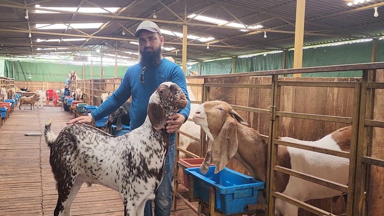 Nayaab Bakre At Hira Goat Farm | Biggest Palai Setup In Panvel | Full ...