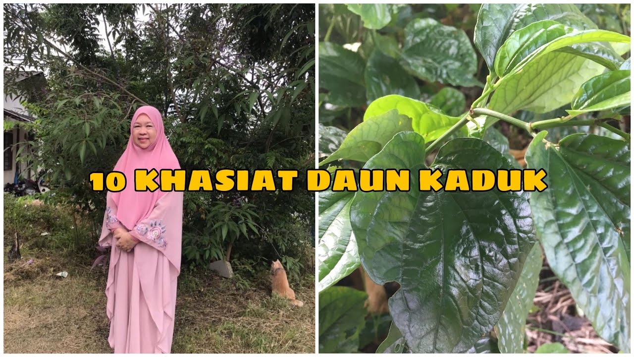 10 KHASIAT DAUN KADUK | penawar baik Tradisional melayu kita - YouTube