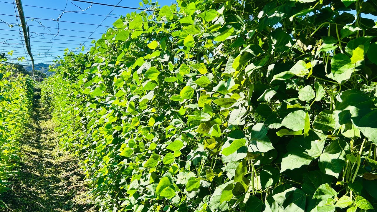 Beans Boy is live! First Harvest of beans in garden 2 11/05/25 - YouTube